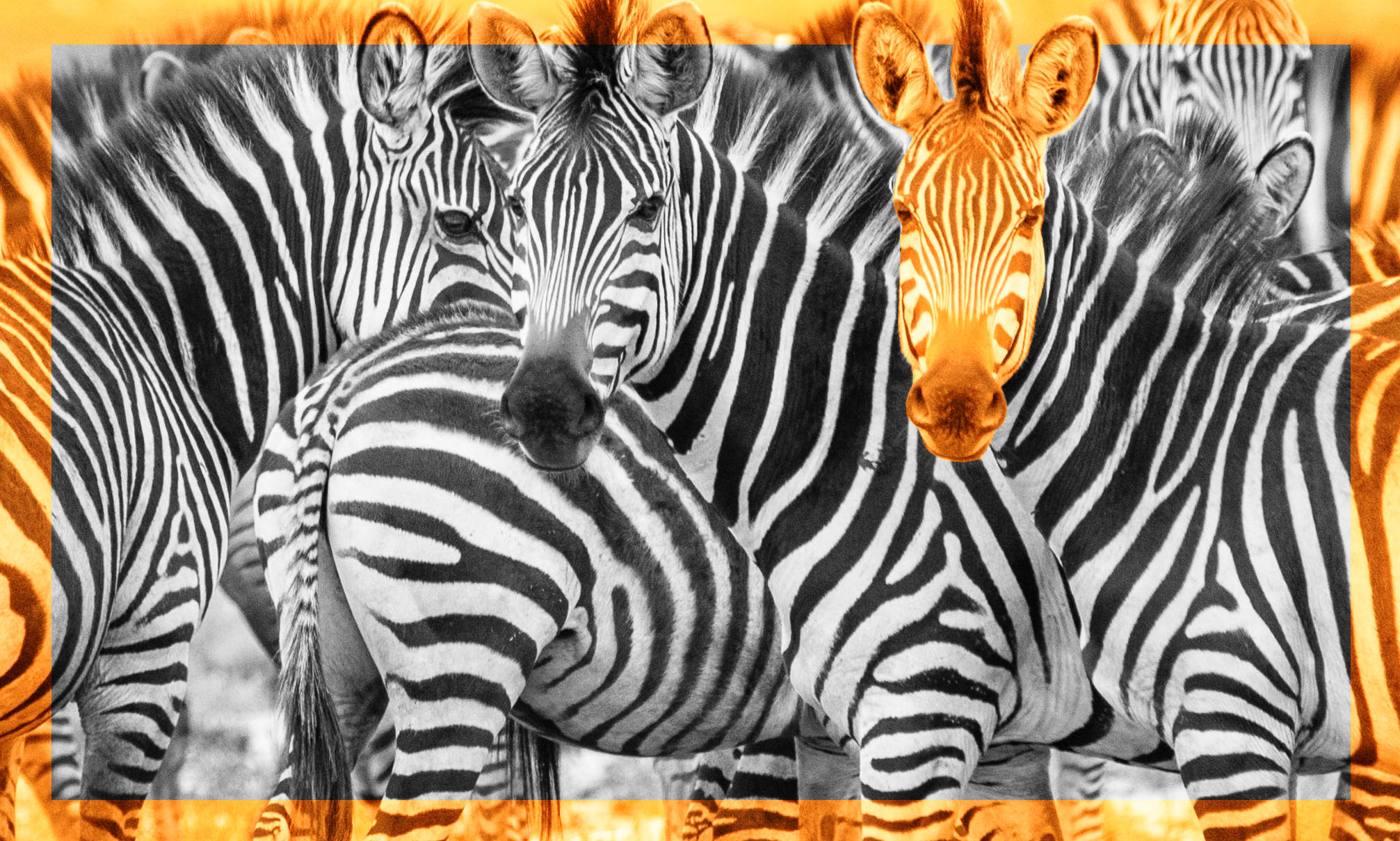 The Zebra Strategy of (non-) Differentiation in the market